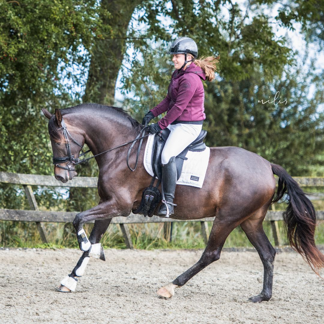 DressagePro Collection